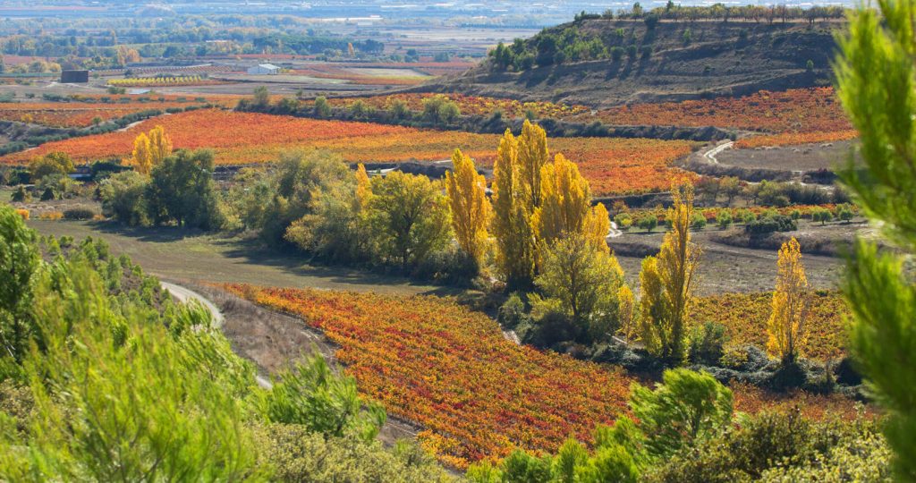 Enoturismo Ondarre - Grupo Bodegas Olarra